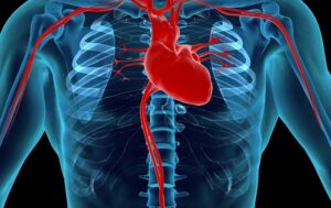 Où est situé le cœur? (Y compris les symptômes de crise cardiaque ...